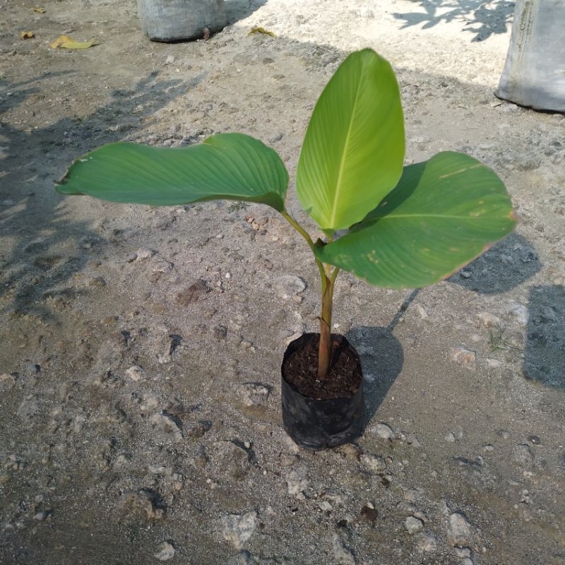 Jual Tanaman hias calathea lutea calathea pisang | Shopee Indonesia