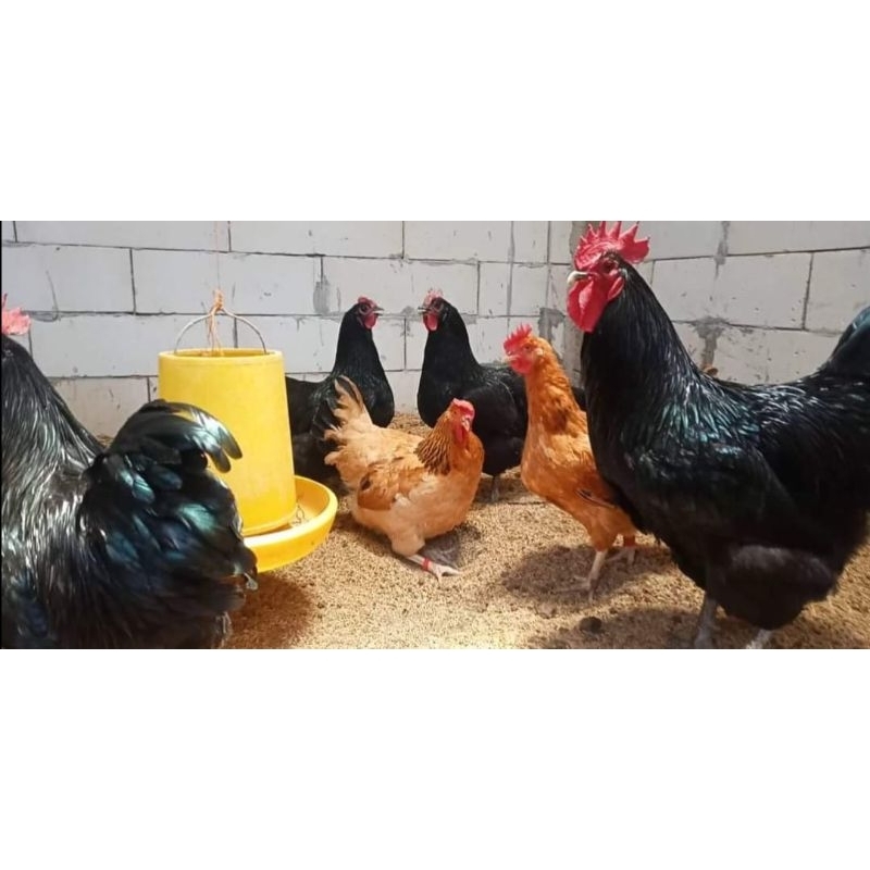 Jual Paket Telur Tetas Black Australorp | Shopee Indonesia