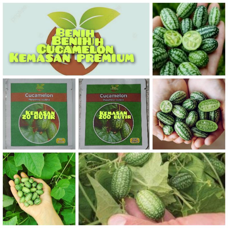 Jual BENIH CUCAMELON KEMASAN PREMIUM | Shopee Indonesia