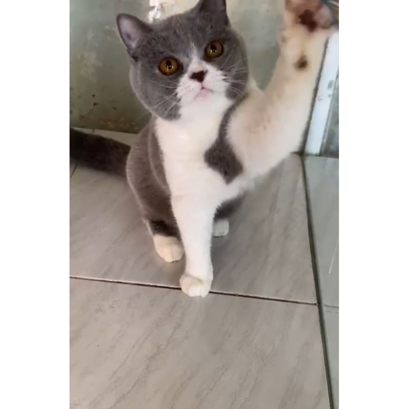Jual pembayaran bsh betina bicolor | Shopee Indonesia
