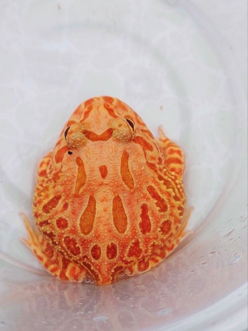 Jual Mainan katak kodok pacman strawberry | Shopee Indonesia