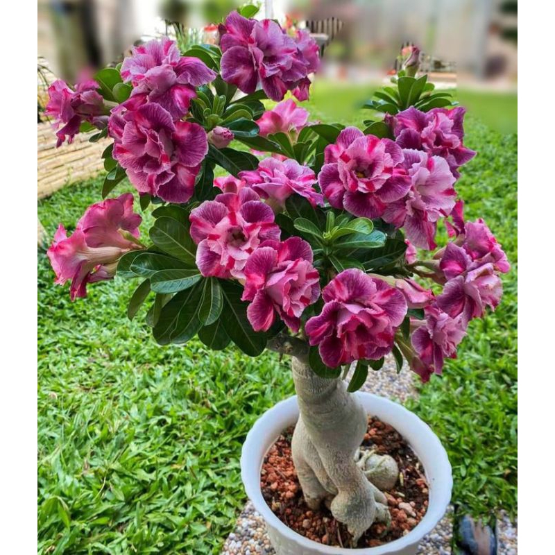Jual Bibit bunga hidup Kamboja Jepang/adenium godji /Bonsai Bluewhite ...