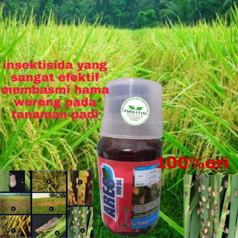 Jual ARES 100 SL/insektisida wereng/nitenpiram/hama wereng/pembasmi ...