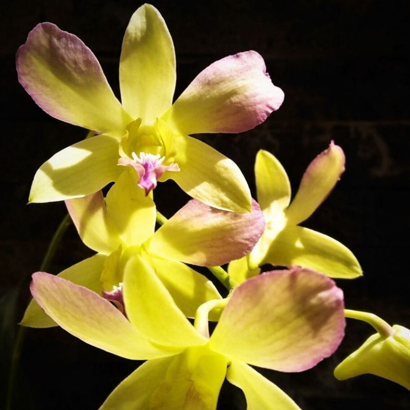 Jual Anggrek Dendrobium Savana, ID REGISTER Dewasa Bunga Cantik ...