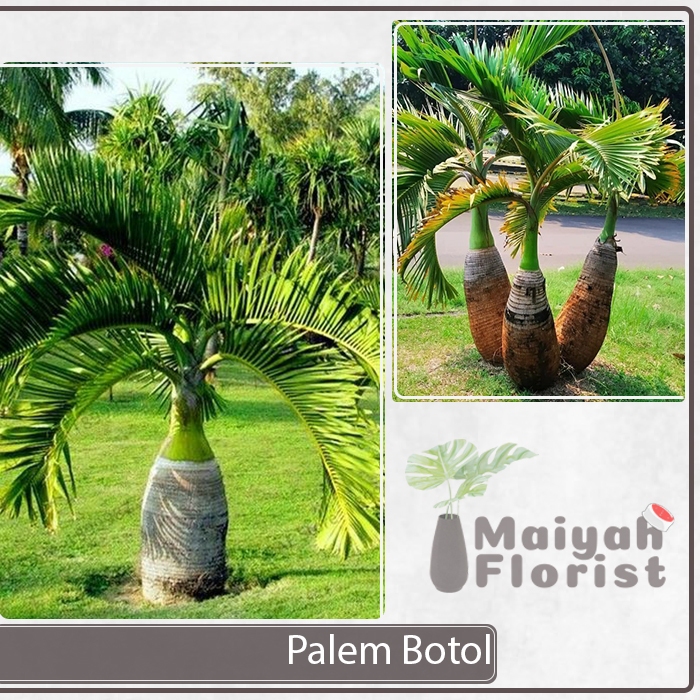 Jual Tanaman Hias Hidup Palem Botol - Hyophorbe lagenicaulis - Bottle ...