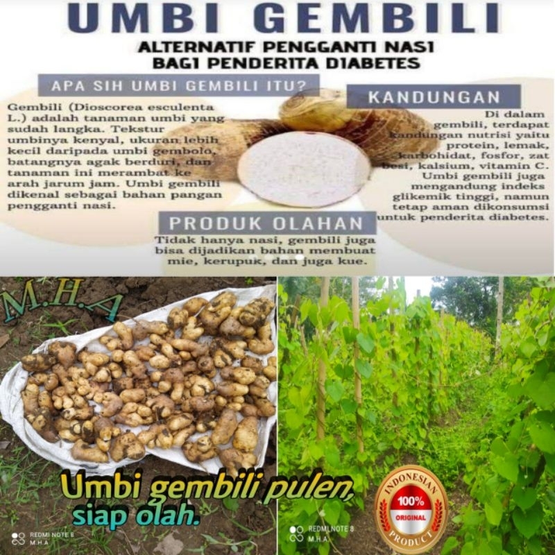 Jual Umbi gembili,gembolo,sembili,kembili,gembili jahe pulen 1 kg ...