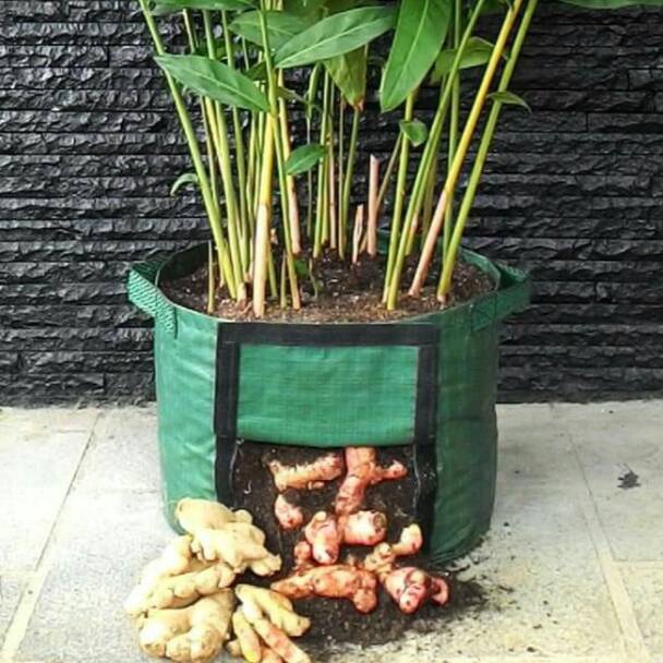 Jual ART A23B Rizhoma Planter size SL | Shopee Indonesia