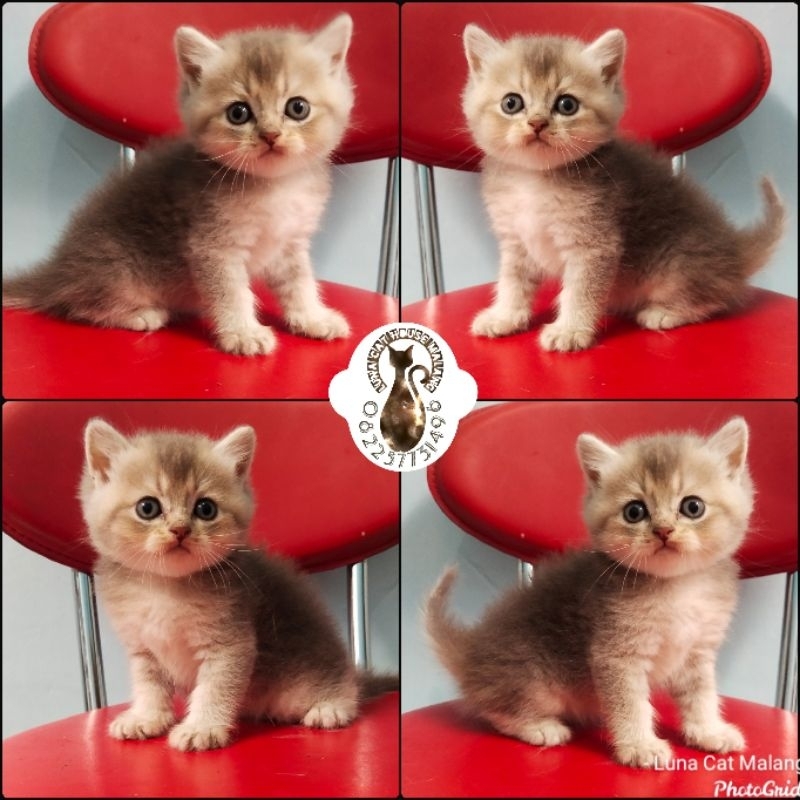Jual kucing british shorthair (BSH) | Shopee Indonesia