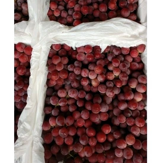 Jual Indukbuah Buah Anggur Red Globe Australia Manis 1 Box | Shopee ...