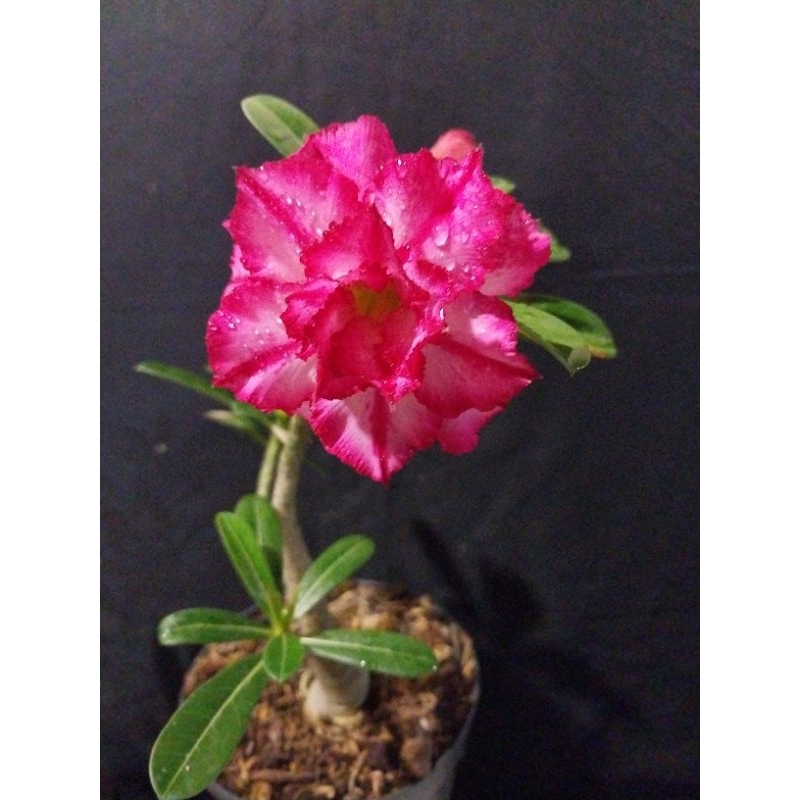 Jual Adenium Bunga Tumpuk Ory Biji | Shopee Indonesia
