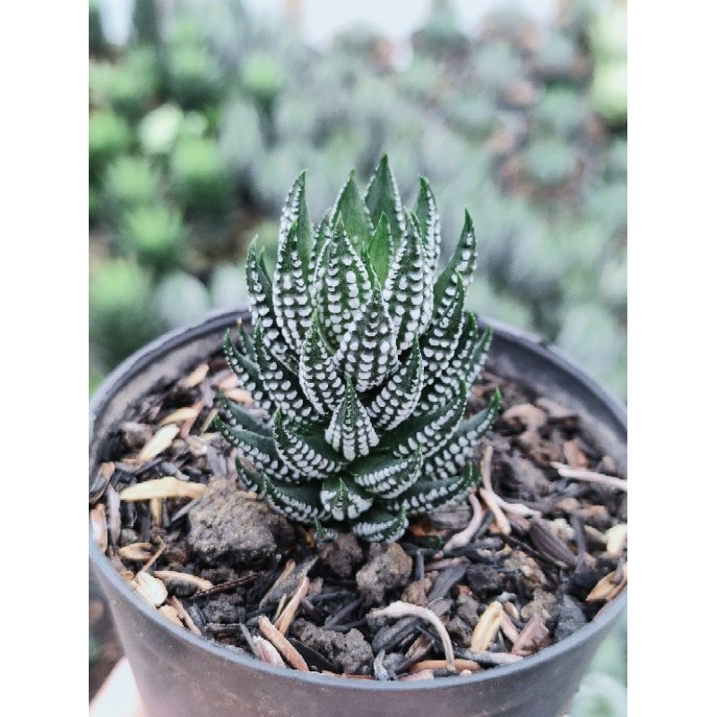 Jual Kaktus Sukulen Haworthia Reinwardthii Zebra wart | Shopee Indonesia