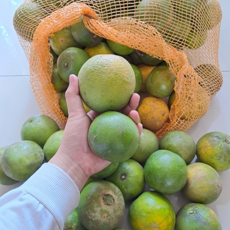 Jual Jeruk Pacitan Baby Java / Jeruk Peras Buah Segar Lokal | Shopee ...