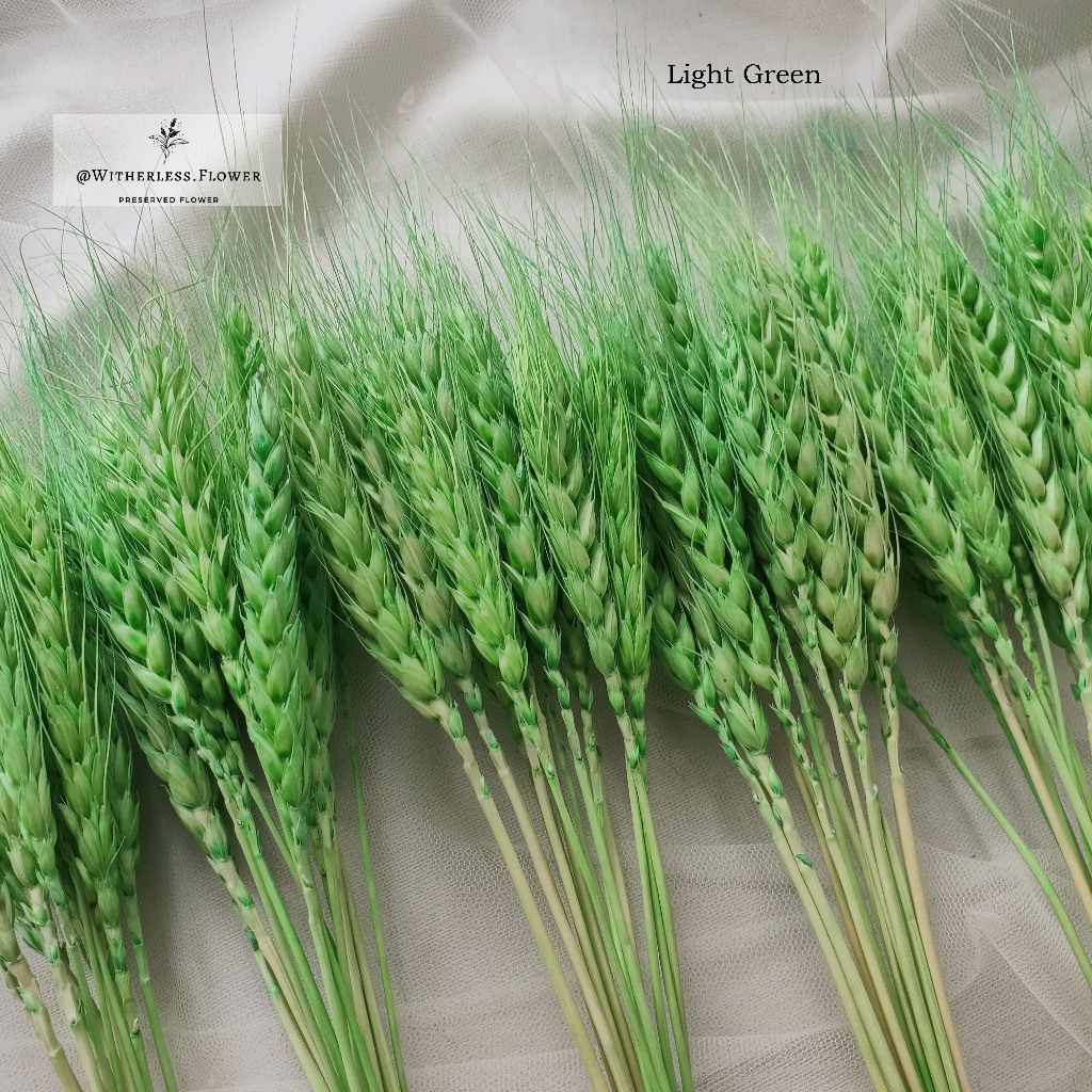 Jual 15 Tangkai Dried Wheat Flower Gandum / Dried Flower / Bunga Kering ...