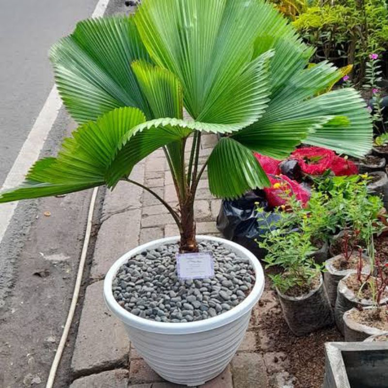 Jual Palem Kipas Tinggi (-+) 80 Cm Palem Kipas Raja Tanaman Interior ...