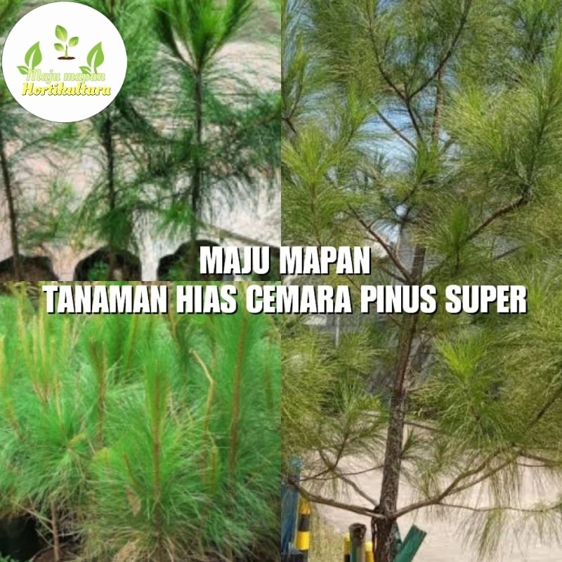 Jual TANAMAN HIAS CEMARA PINUS SUPER | Shopee Indonesia