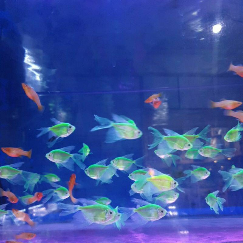 Jual IKAN COLOR TETRA (PCS) | Shopee Indonesia
