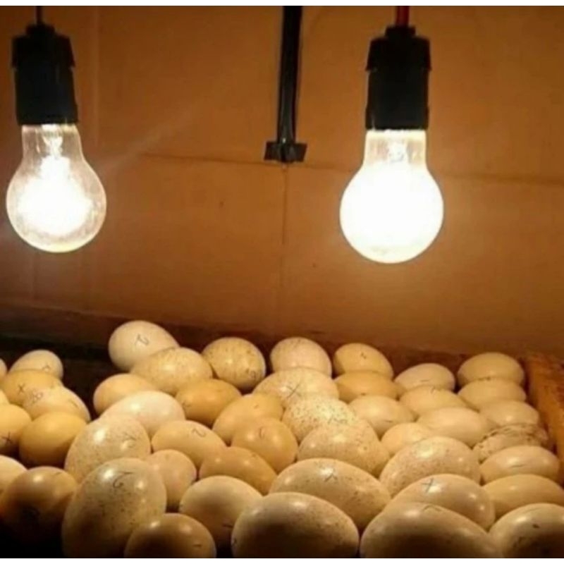 Jual Lampu Dop Pijar Chiyoda 15 Watt 220V 15W Fitting E27 Kuning Clear ...