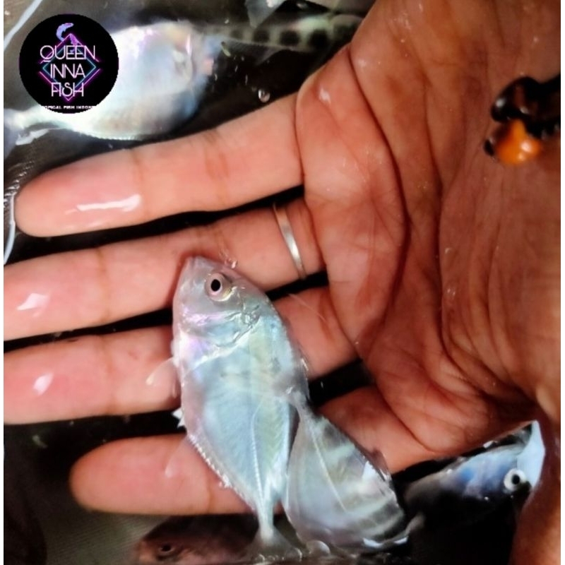 Jual Giant Trevally | Ikan GT Ikan Hias Predator | Shopee Indonesia