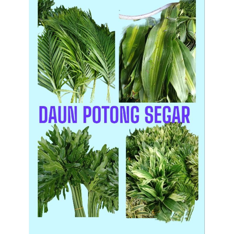 Jual daun palem palma daun andong daun pillow dendron aneka daun potong ...