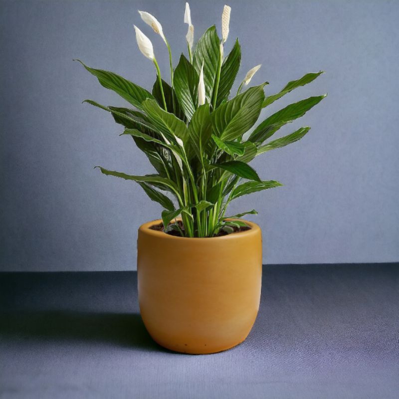 Jual Mini Concrete Indoor Planters | Pot Bunga Indoor Mini Bahan Semen ...