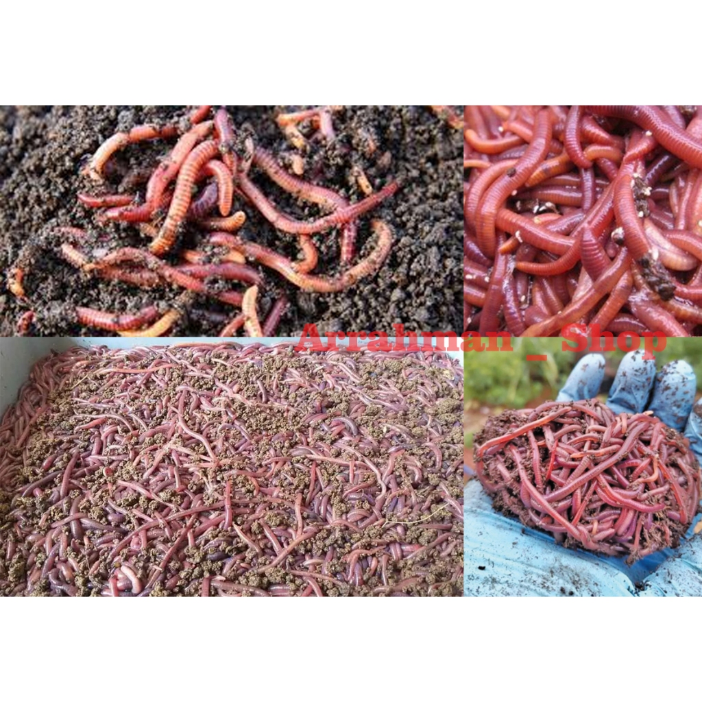 Jual Cacing Tanah Pakan Ikan - Umpan Ikan Cacing Kalung makanan ikan ...
