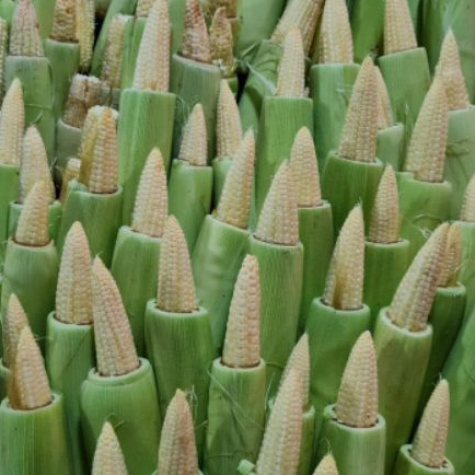 Jual Jagung Acar / putren murah - 250gr | Shopee Indonesia