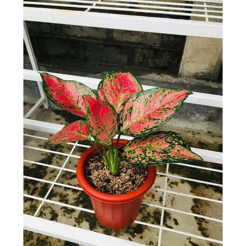 Jual aglonema Ruby (tanaman hidup bunga hidup cantik cantik murah ...