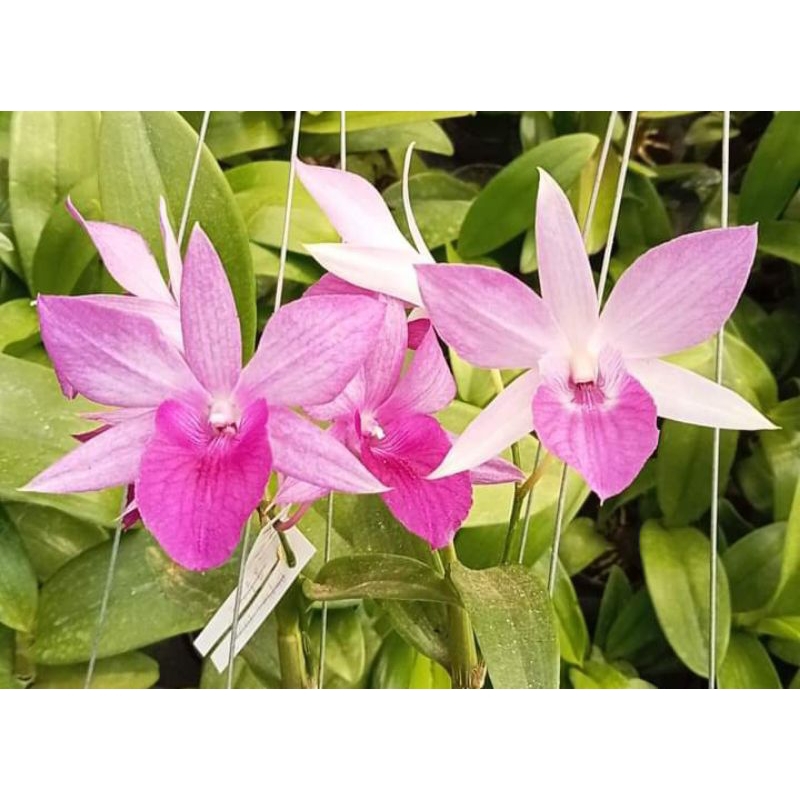 Jual Dendrobium Listya Sidharta | Shopee Indonesia