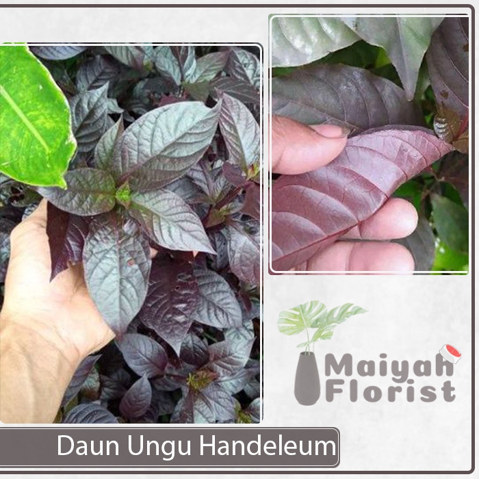 Jual Tanaman Herbal Daun Ungu Hendeleum - Wungu - Puding Hitam ...