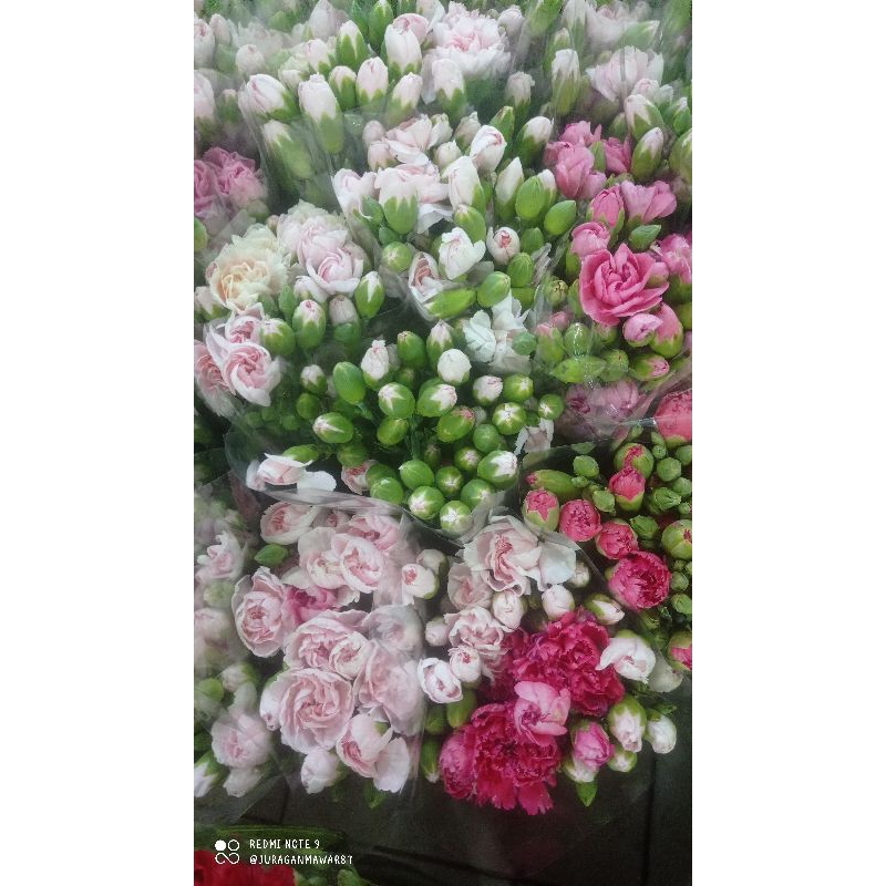 Jual Bunga carnation / Bunga Anyelir fresh harga per iket 20 tangkai ...