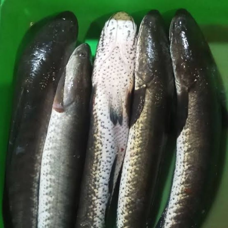 Jual IKAN GABUS MATI SEGAR /1 KG | Shopee Indonesia