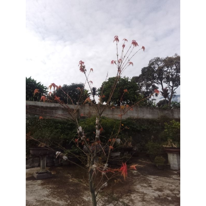 Jual bibitan Japanese maple Phoenix | Shopee Indonesia