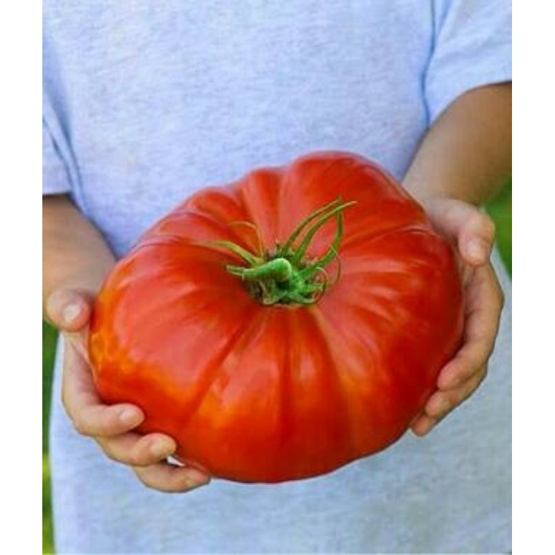 Jual Benih Tomat Jumbo Raksasa - Tomat beafsteak merah kemasan asli ...