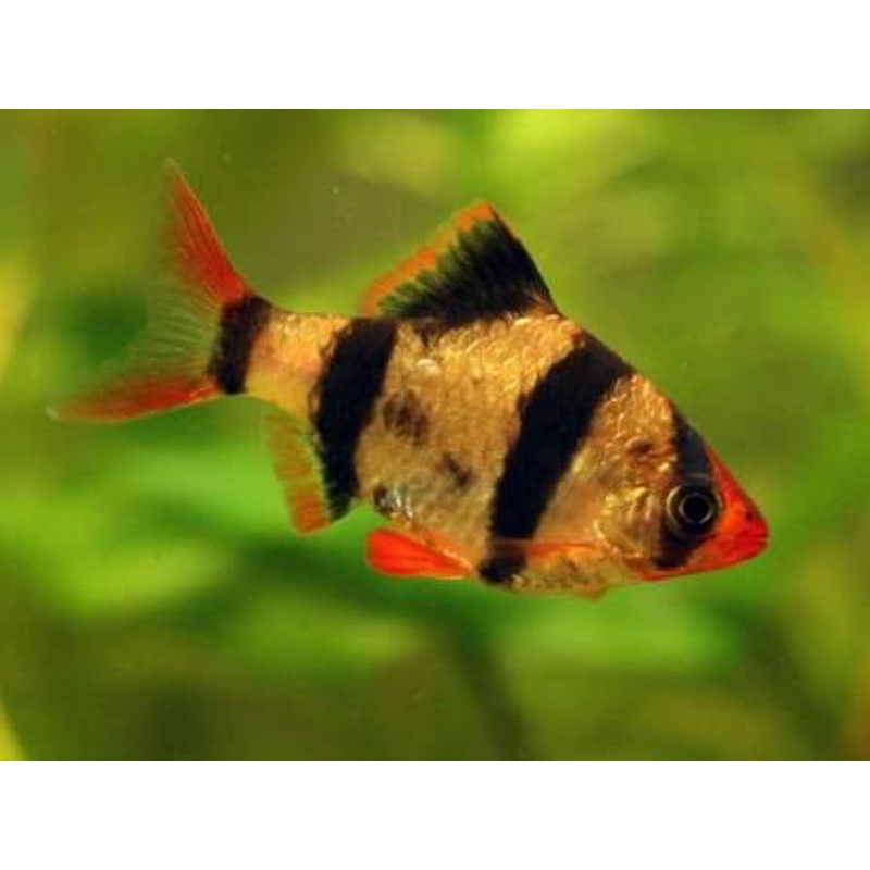 Jual IKAN TIGER BARB / SUMATRA -+2cm | Shopee Indonesia