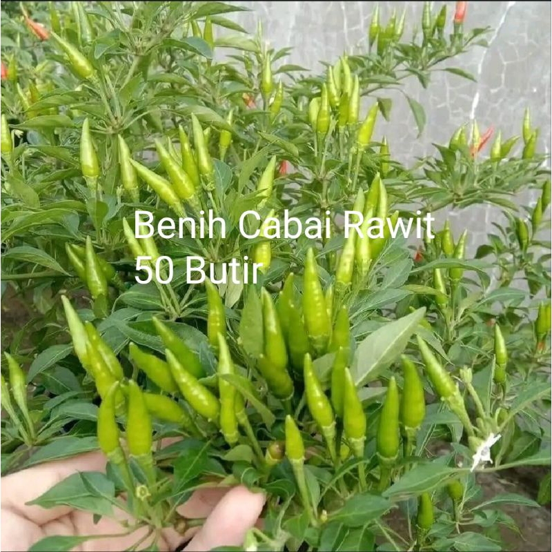 Jual Benih Cabai Rawit Hijau ( 50 bibit) | Shopee Indonesia