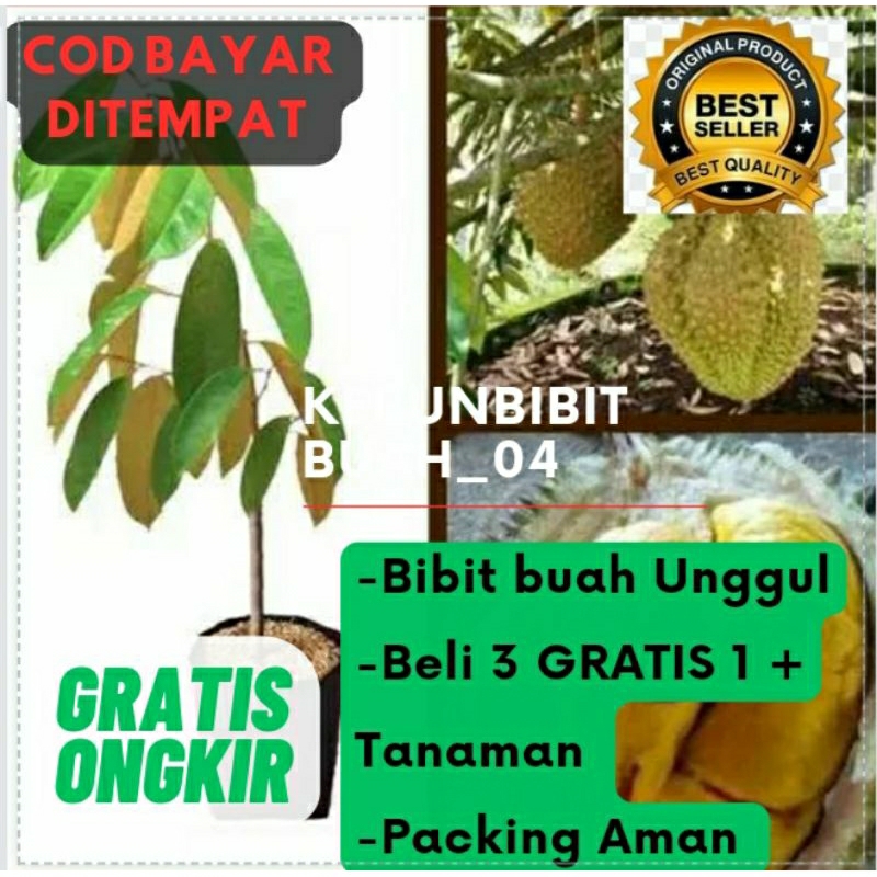 Jual Bibit Durian Bawor Cepat Berbuah | Pembibitan duren bawor okulasi | pohon durian unggul ...
