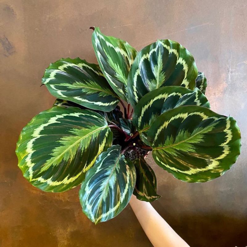 Jual Tanaman Hias Calathea Silver Back - Calathea Silverback Rimbun dan ...