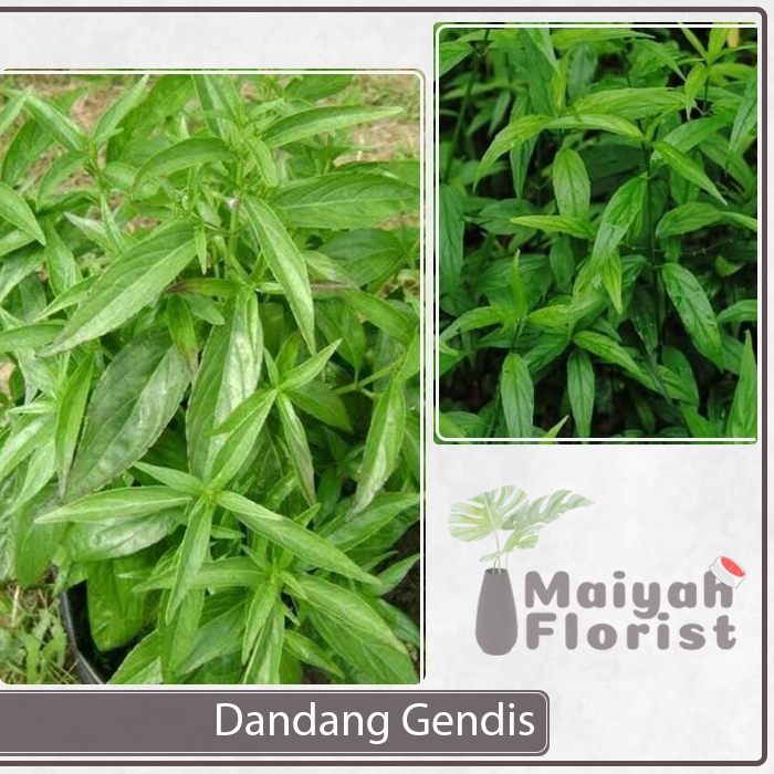 Jual Tanaman Herbal Dandang Gendis - Clinacanthus Nutans | Shopee Indonesia
