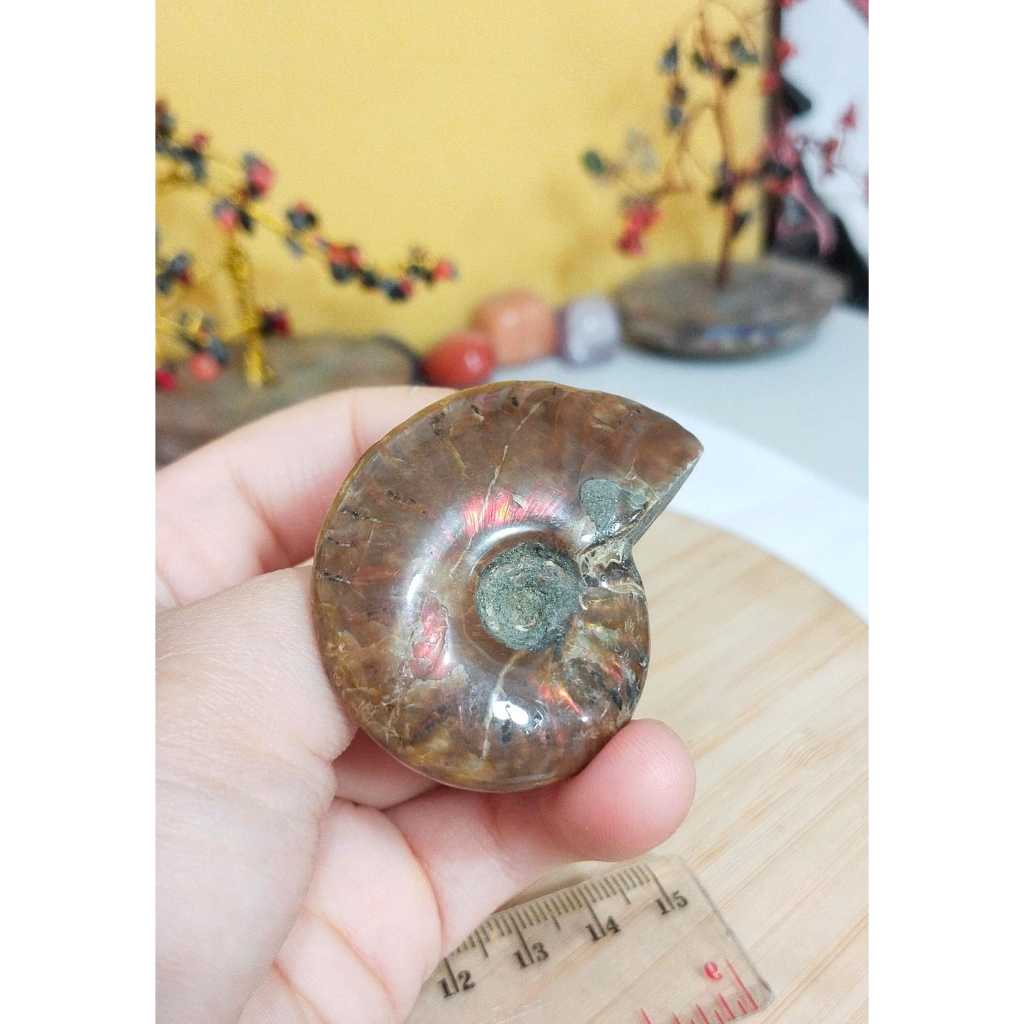 Jual Batu Fossil Keong Rainbow Top Grade Natural (5) | Shopee Indonesia
