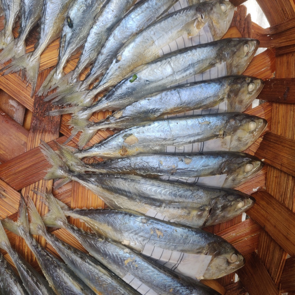 Jual Ikan Gembung Rebus/Kembung Rebus Instant Pekanbaru | Shopee Indonesia