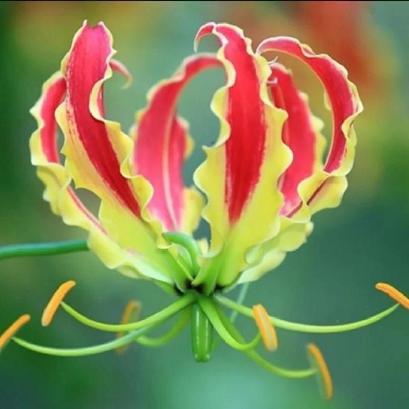 Jual 3 Umbi Besar Tanaman Bunga Sungsang Gloriosa Superba | Shopee ...