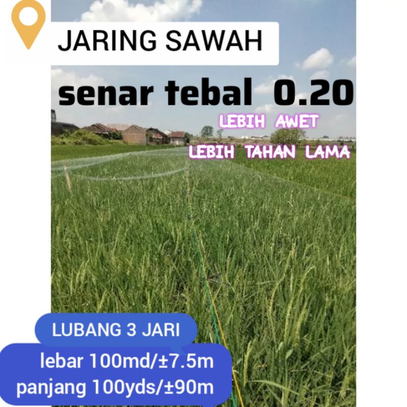 Jual jaring burung jaring sawah senar tebal 0.20 jaring padi jaring ...