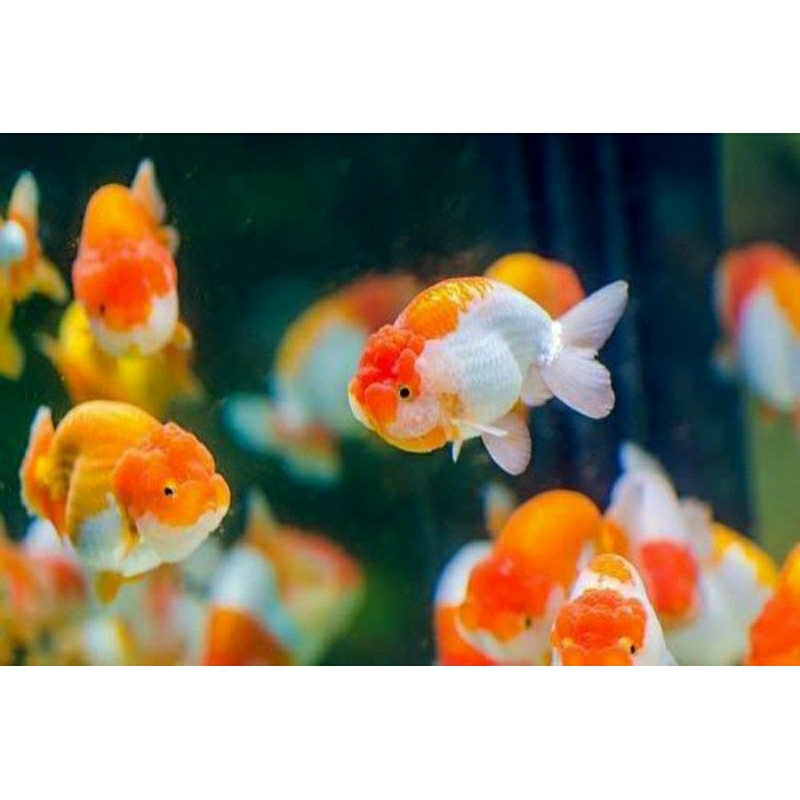 Jual koki rancu buffallo | Shopee Indonesia