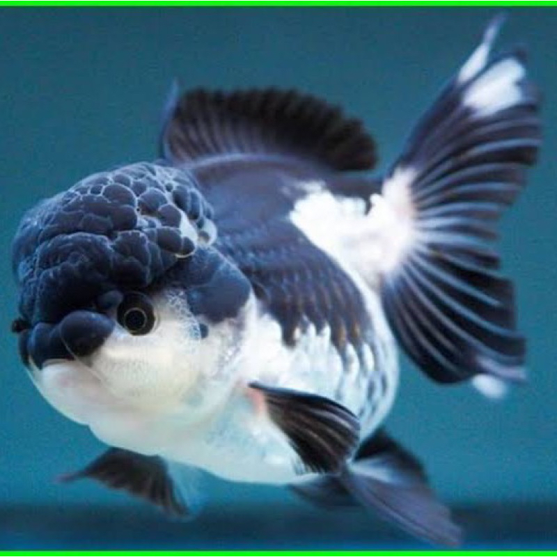 Jual IKAN KOKI PANDA SIZE JUMBO 13-15CM BERKUALITAS DAN BERGARANSI ...