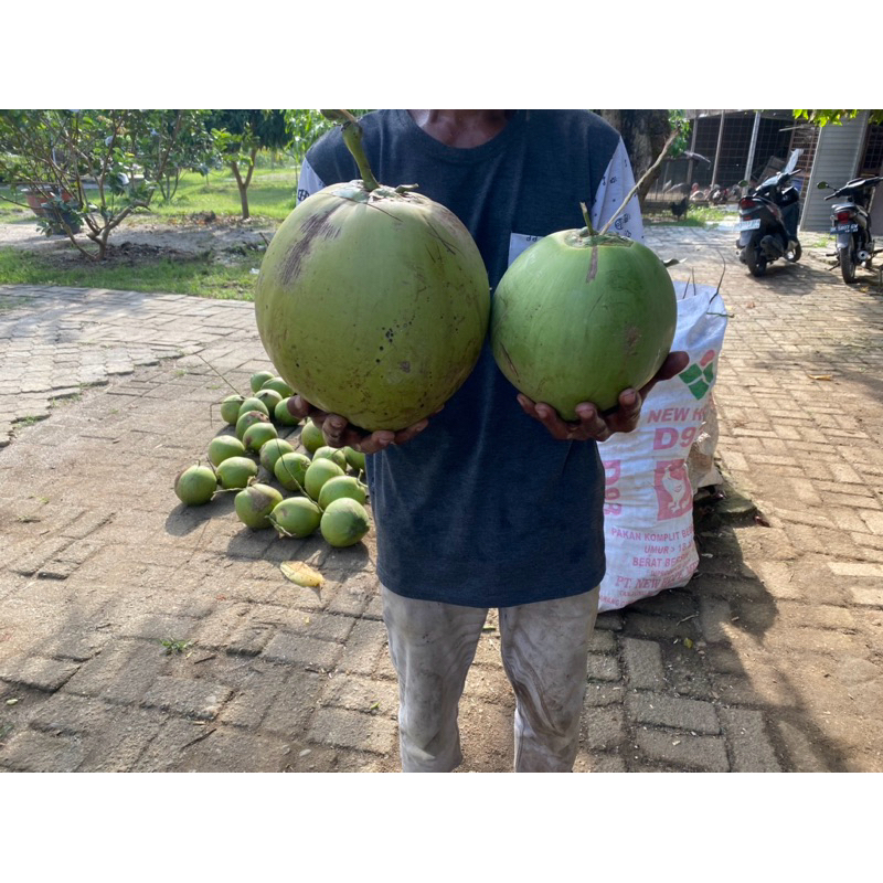 Jual Kelapa Super Besar Kelapa Upat Upat | Shopee Indonesia