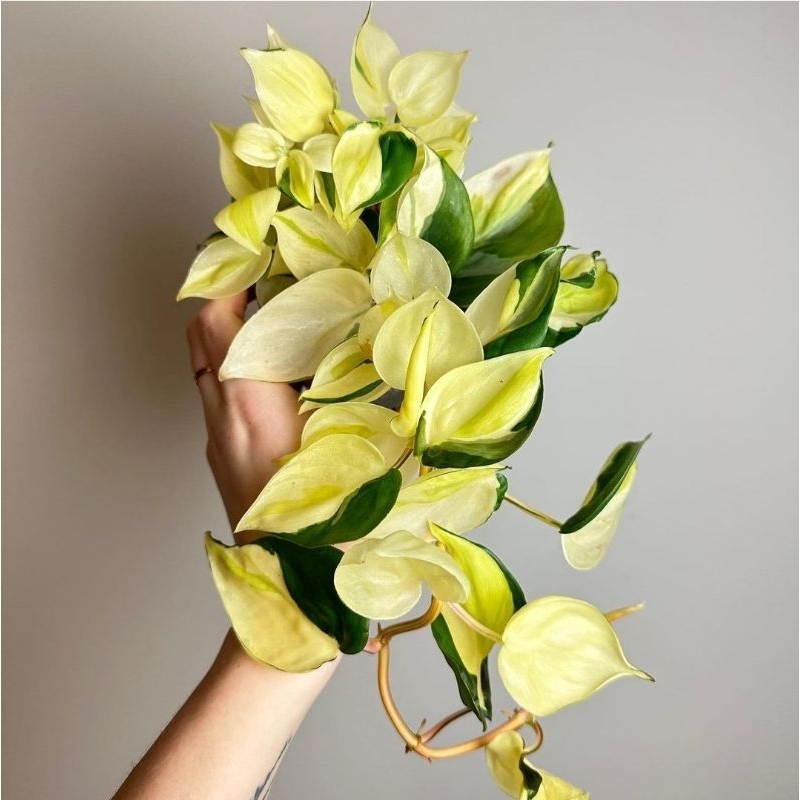Jual Philodendron Gabby Tanaman Hias Philodendron Gabby Murah BUKAN ...