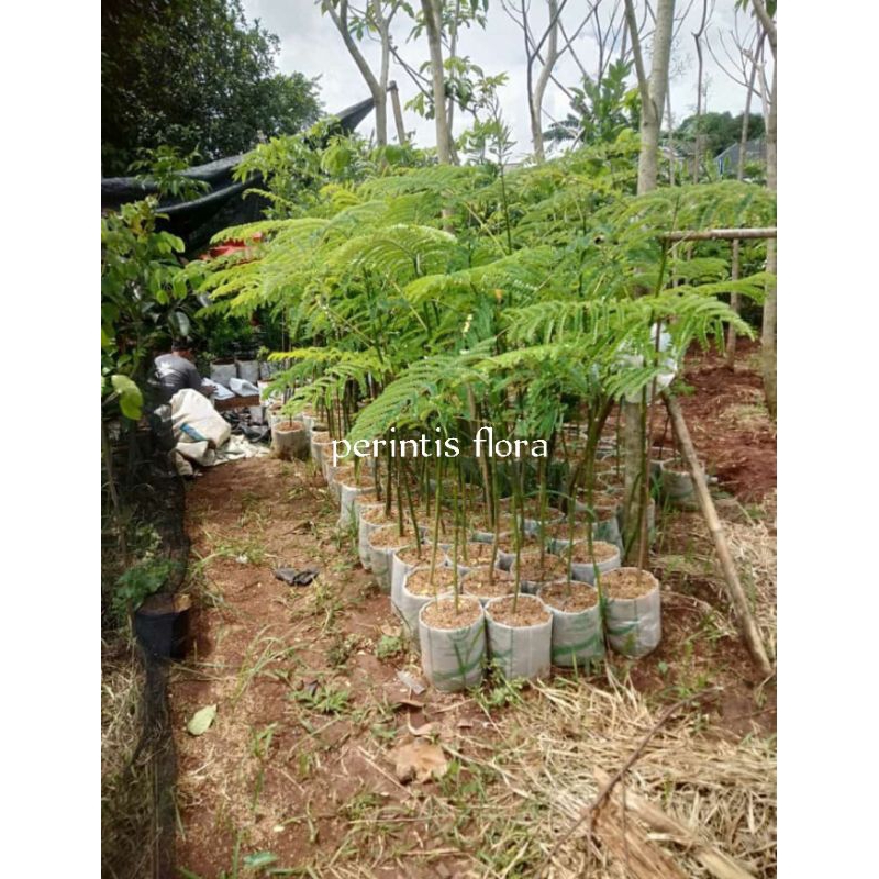 Jual tanaman hias pakis Brazil tinggi 1meter | Shopee Indonesia