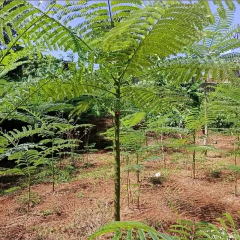 Jual Tanaman hias pakis brazil - PAKIS SOLOBIUM | Shopee Indonesia