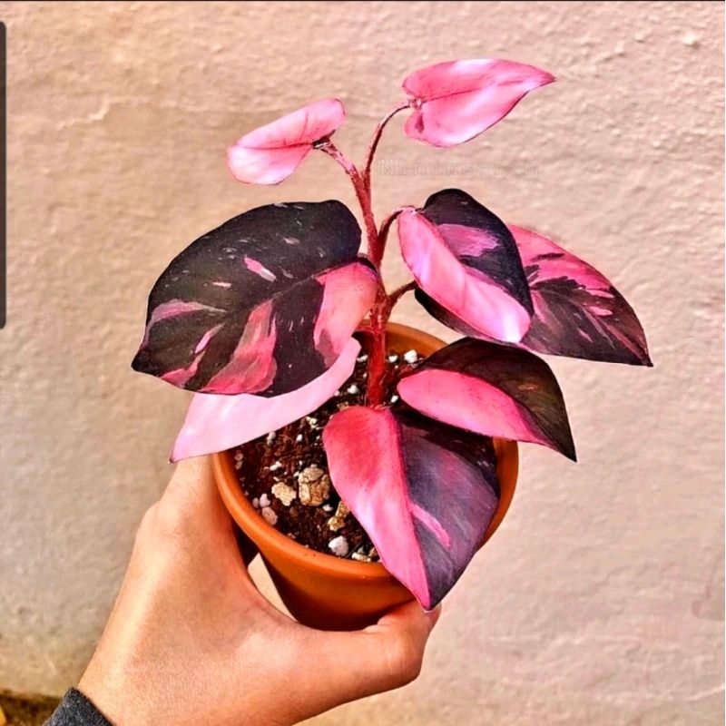 Jual Philodendron Pink Congo Princes Tanaman Hias Philodendron Congo ...