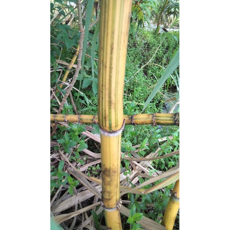 Jual tebu kuning 1 kg | Shopee Indonesia